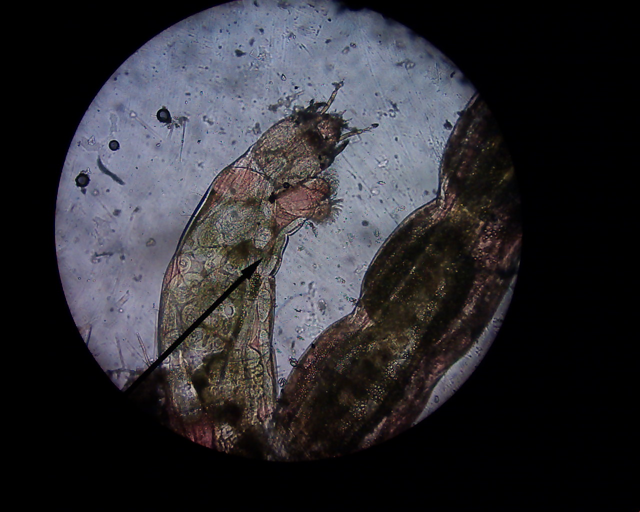 Marine Ecology KBW: Plankton Observation!