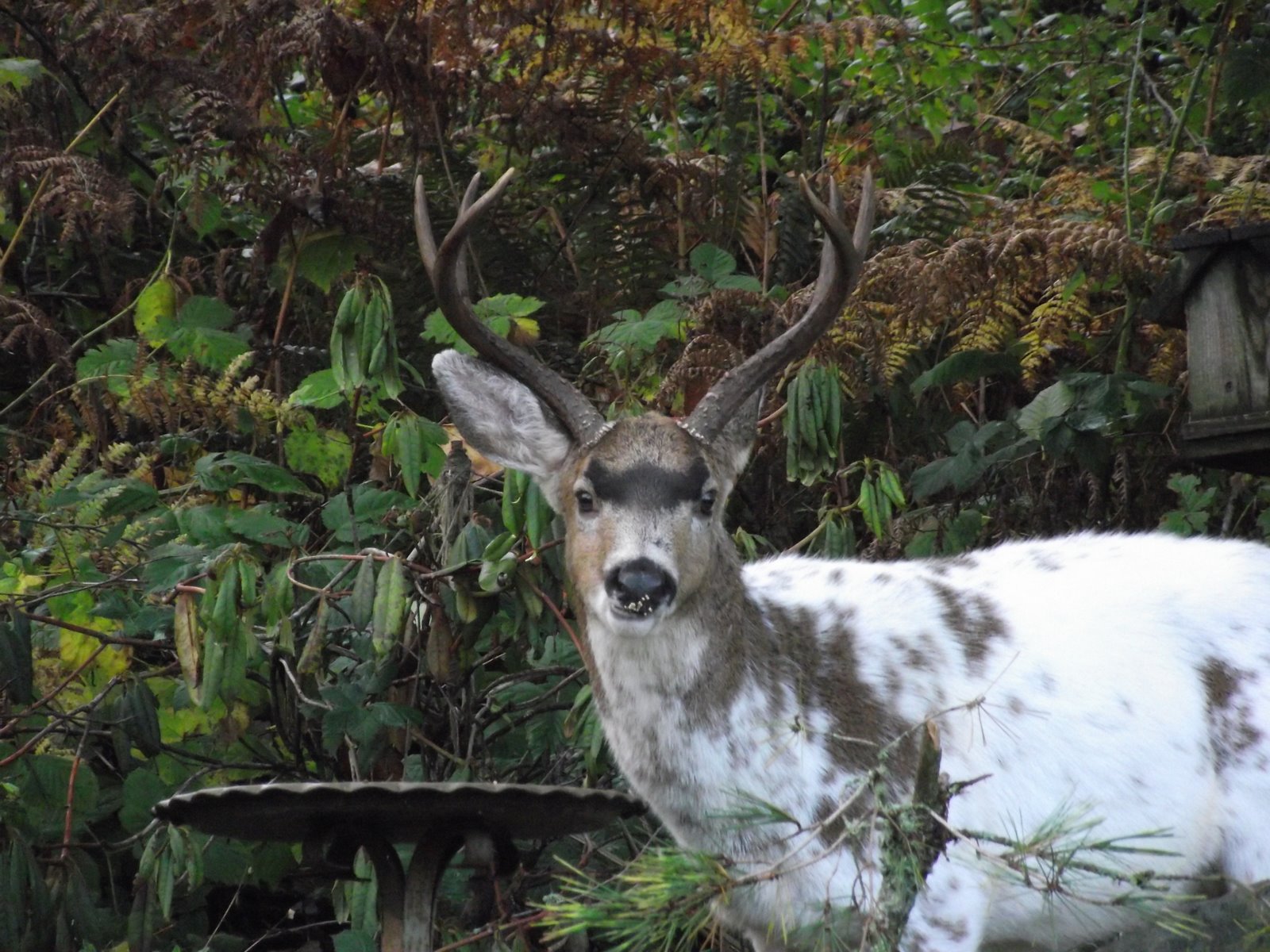 Illahee Community: Wildlife & Miscellaneous - 12/28/10