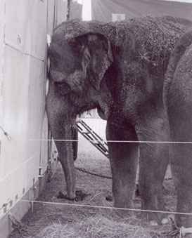 Graceful wild animal best blog: Dangerous wild animals act 1976 definition