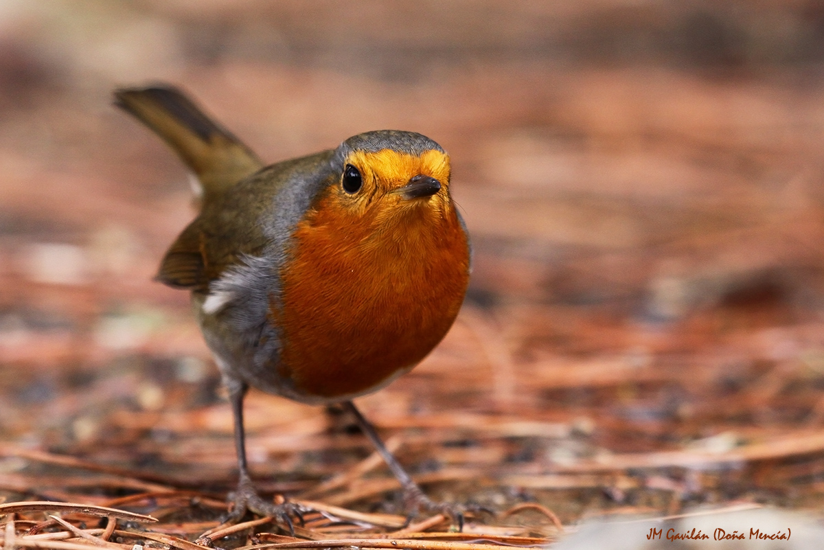 Fotografía de Naturaleza - JM Gavilán: Petirrojo (Erithacus rubecula)