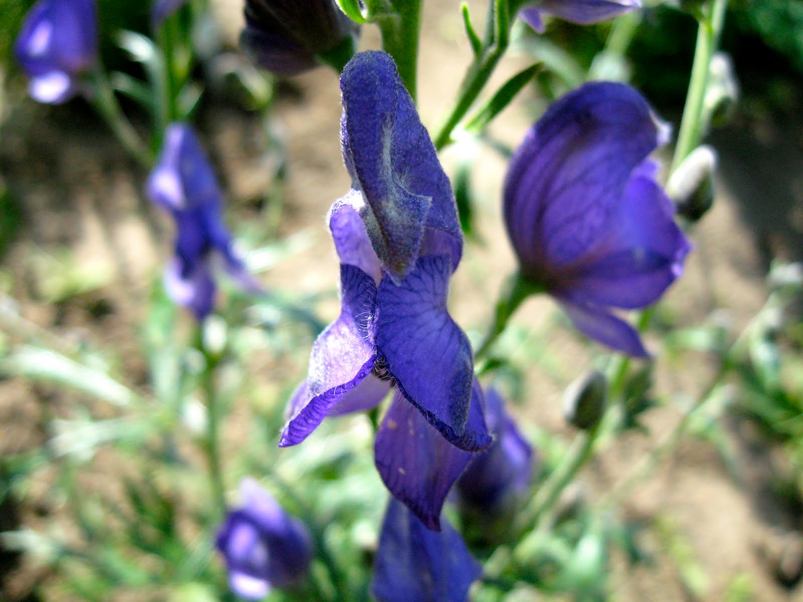 What's Blooming in the Palmer Garden?
