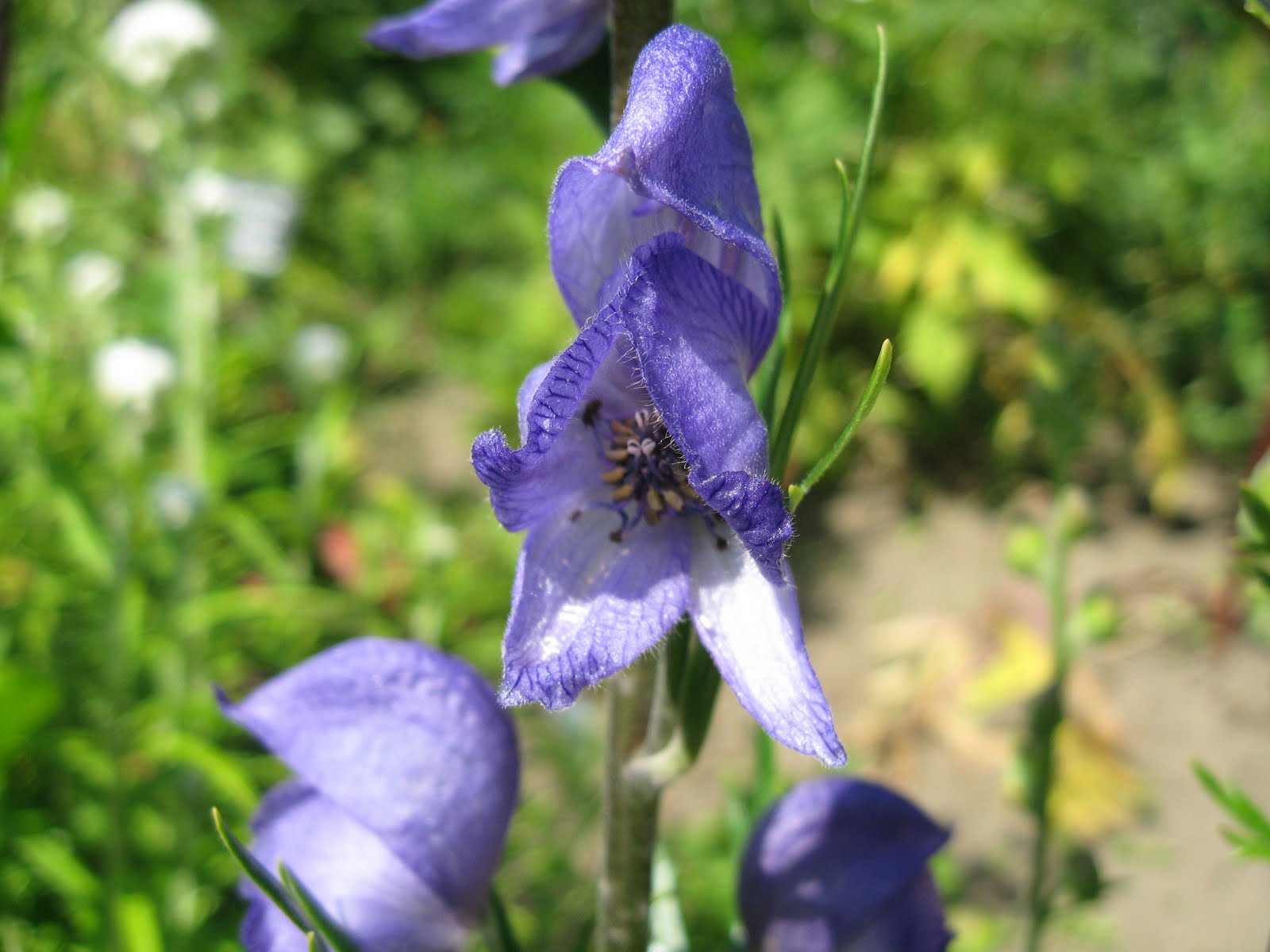 What's Blooming in the Palmer Garden?: Week of July 19, 2010