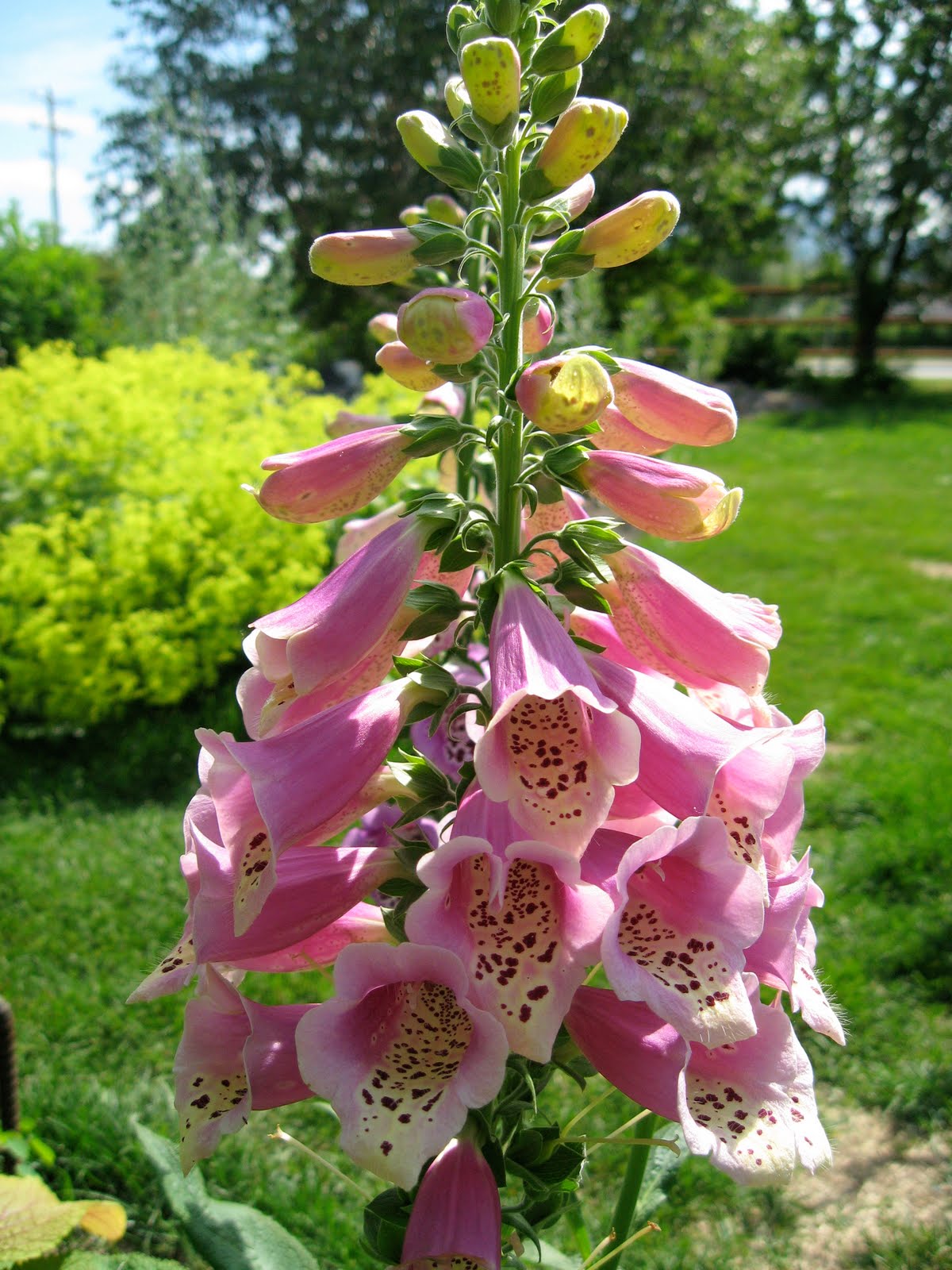 What's Blooming in the Palmer Garden?: Week of July 19, 2010