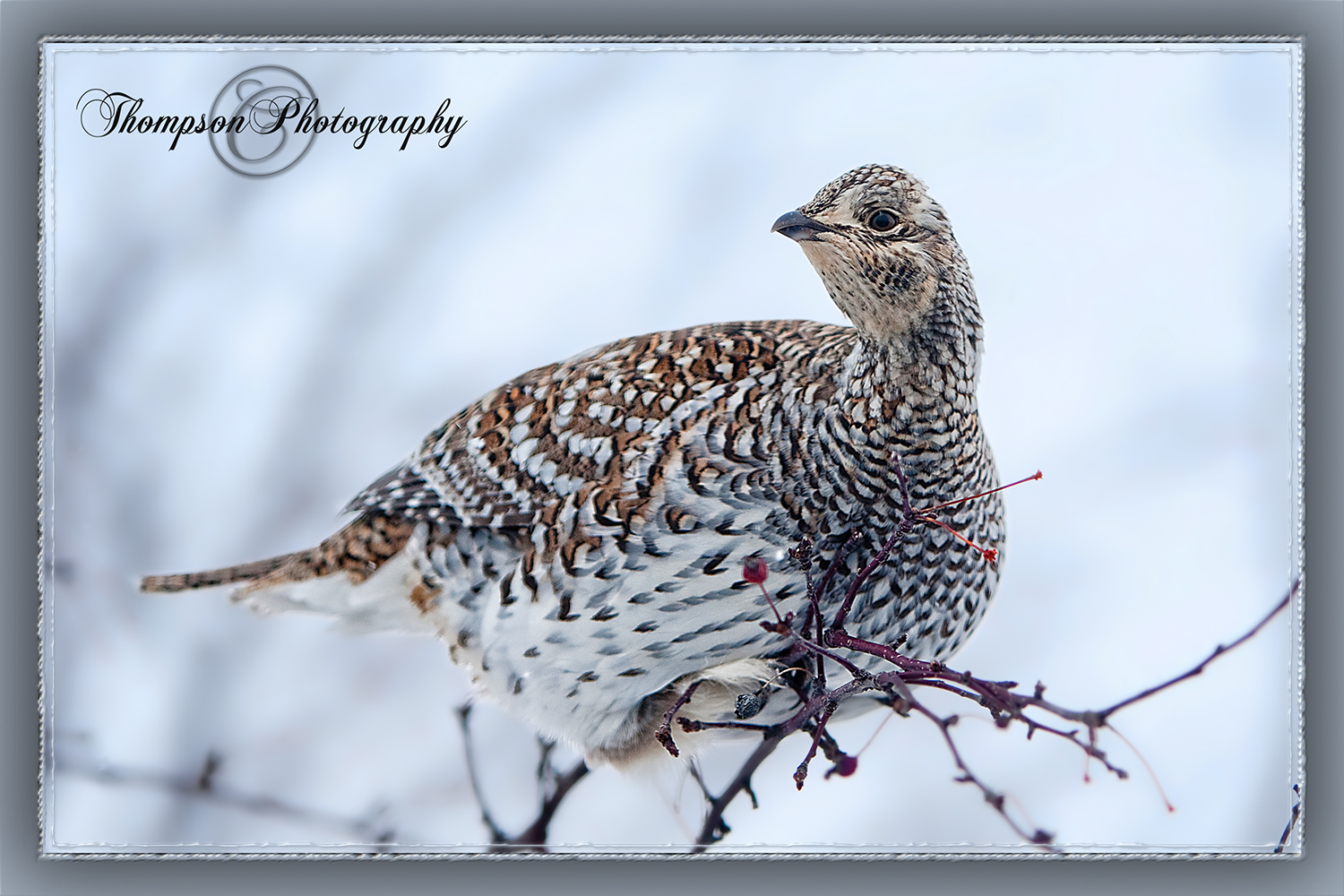 Thompson Photography Photo Blog: Sharp-Tailed Grouse