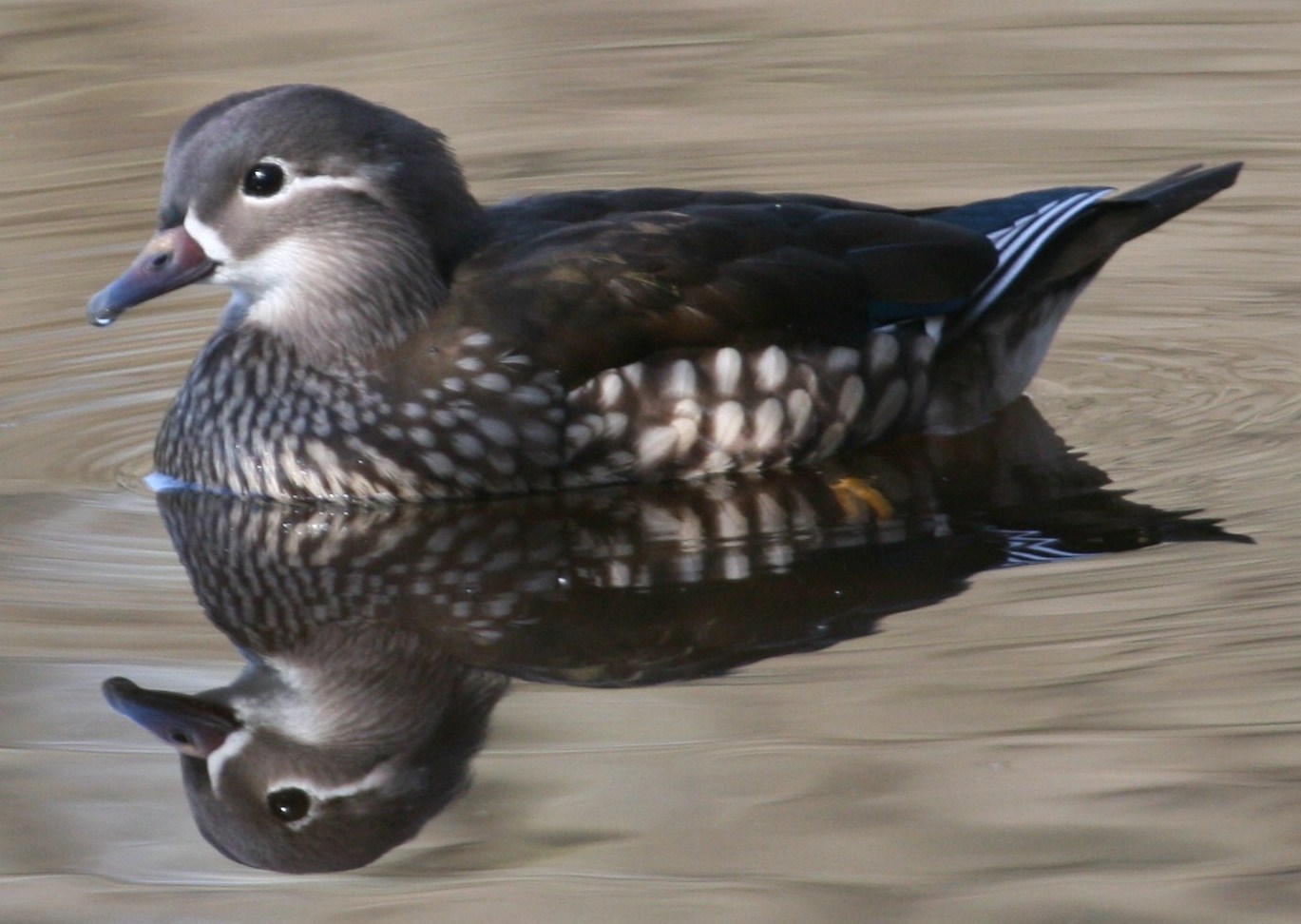 The Bagsy Blog: 09/06/10