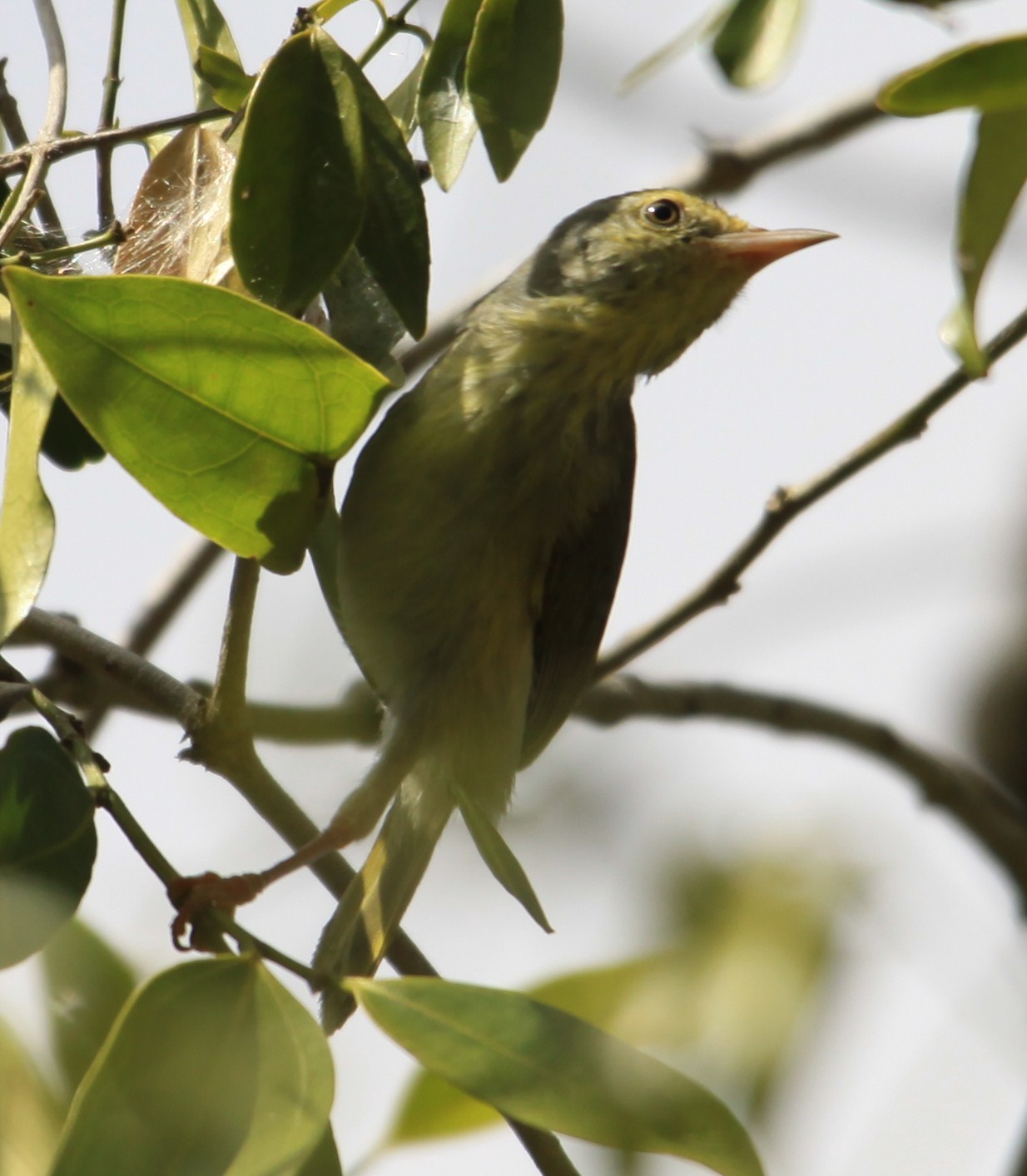 The Bagsy Blog: It's Been A Long Time A Comin' - Beverly Knight