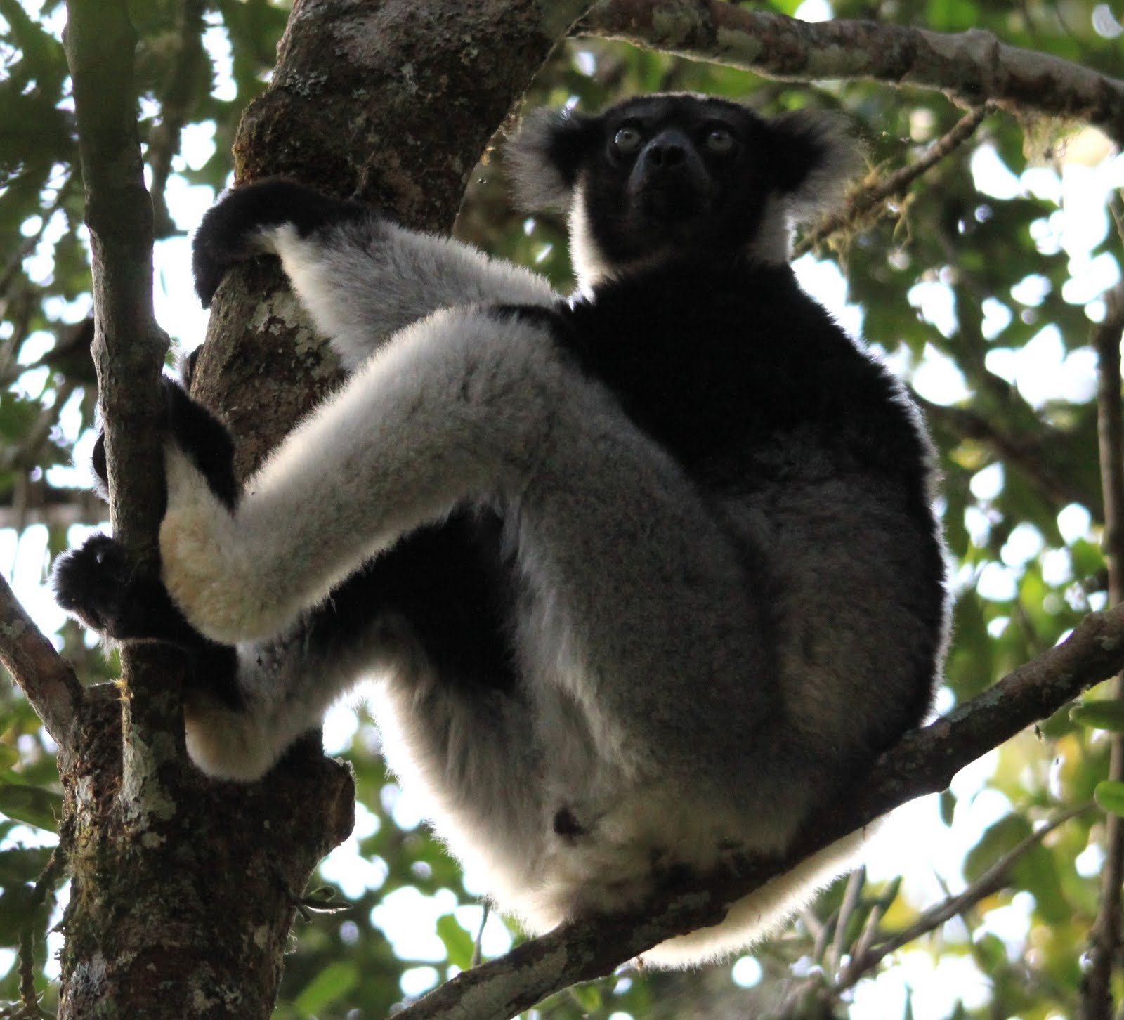 The Bagsy Blog: Kama Chameleon - Culture Club