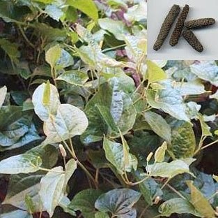 Medicinal Plants Kerala: Piper longum / Thippali / Long pepper