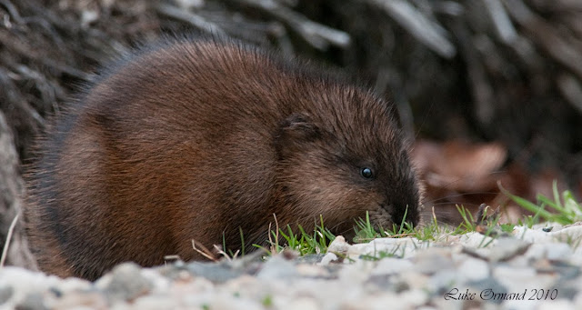 Wild Long Island Photography Blog: Muskrat