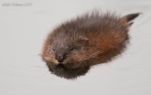 Wild Long Island Photography Blog: Muskrat