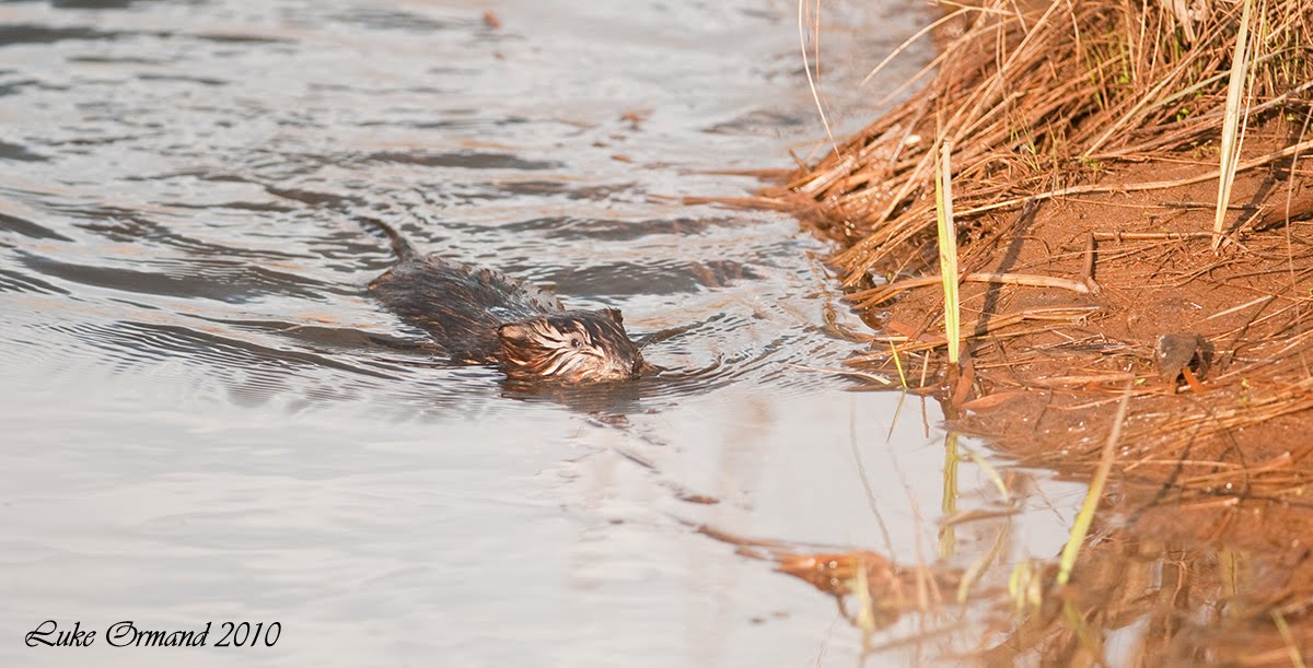 Wild Long Island Photography Blog: 2010-04-25