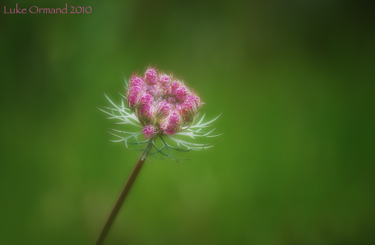 Wild Long Island Photography Blog: Flower Effects