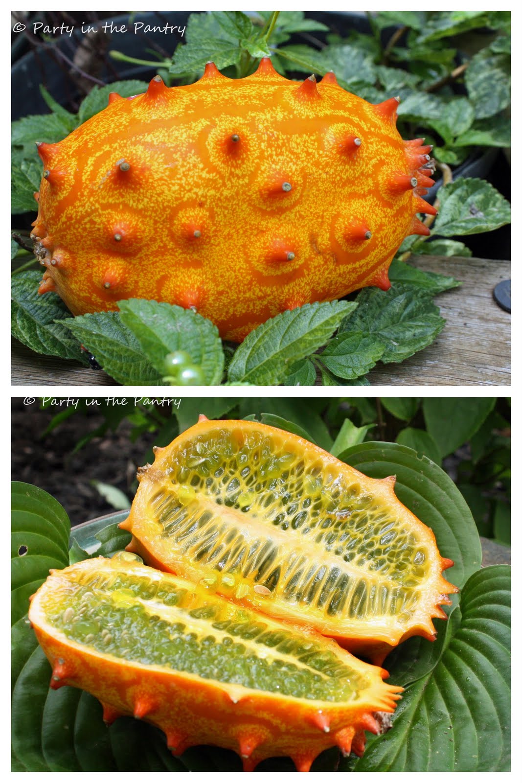 Party in the Pantry!: It's a Funky Fruit Tasting Party!!!