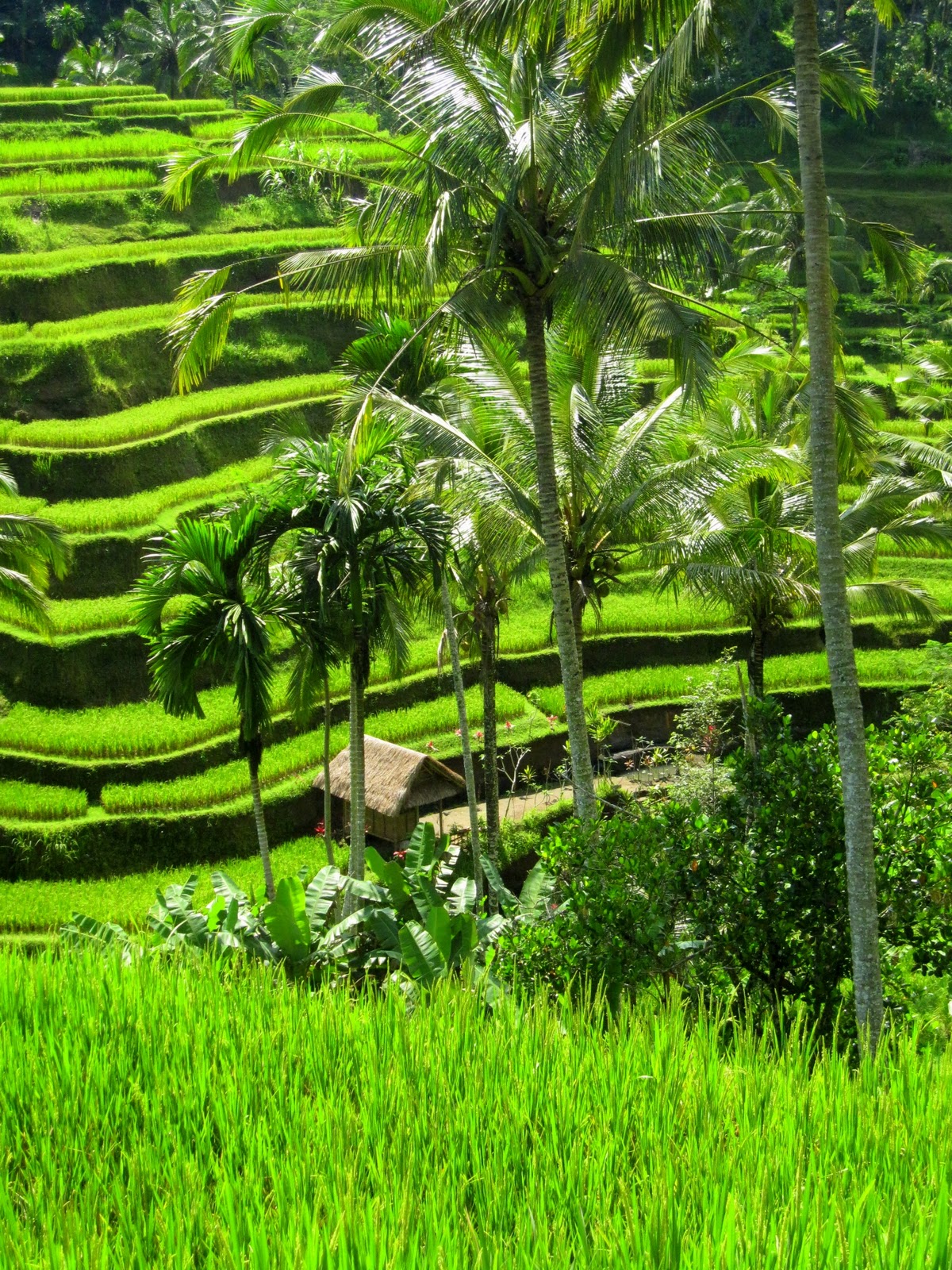 * My Little Piece of Heaven *: Bali Adventure #4 - Rice Padi Fields in ...