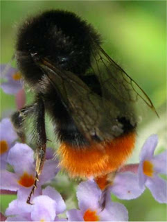 Ulting and Langford Trees: Red Tailed Bee