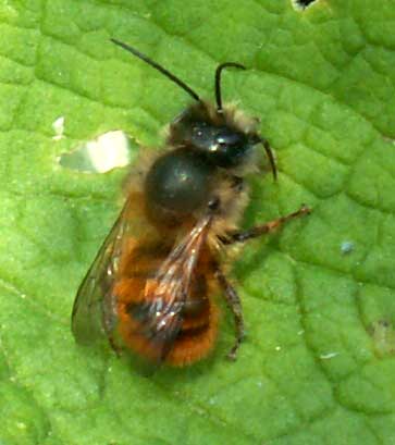 Ulting Beez: Red Mason Bee