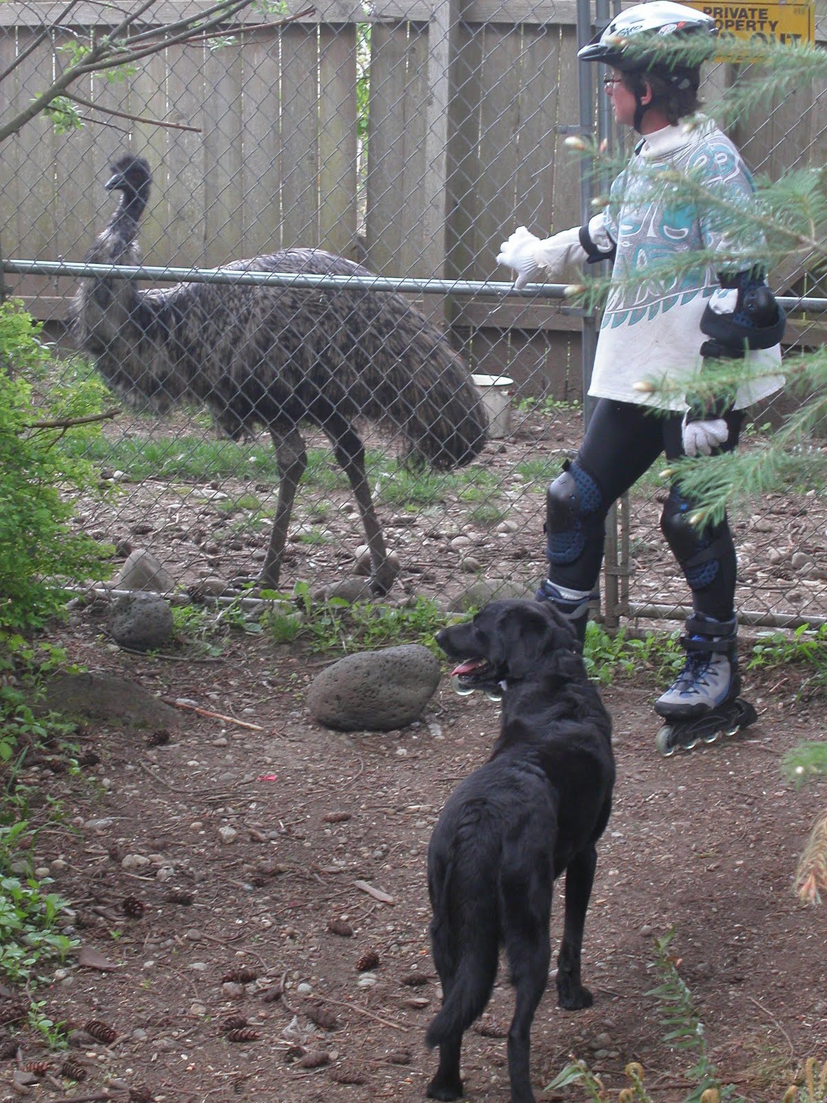 Dog Talk 101: Ebony Meets the Emu