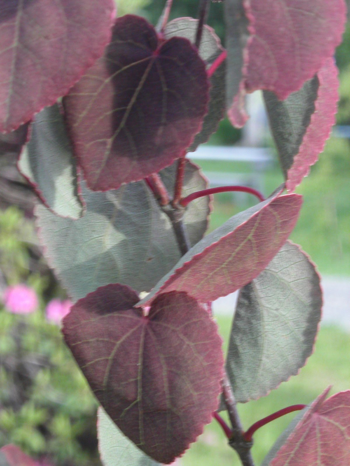 Still Coloring Out Of The Lines: Katsura Tree