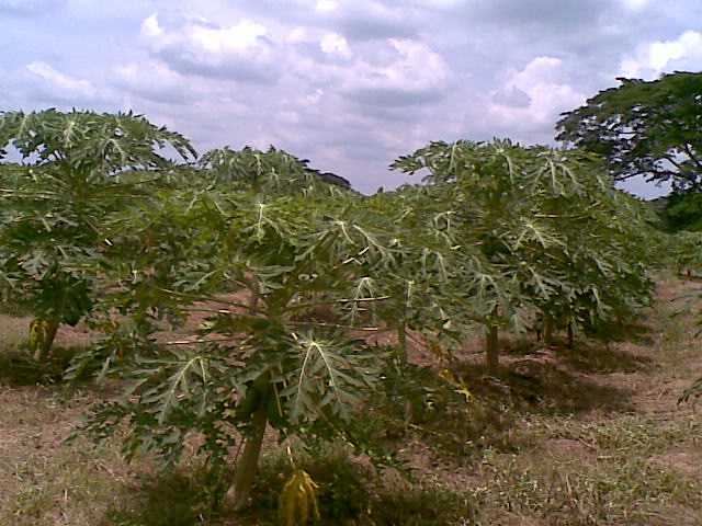 Lechozas Sur Del Lago....UNESUR: Todo sobre "La Lechoza", carica papaya