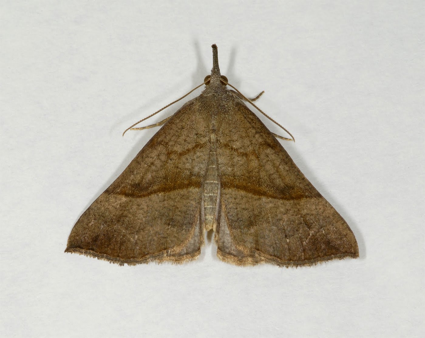 West Dunbartonshire Moth Blog: The Snout (Hypena proboscidalis)