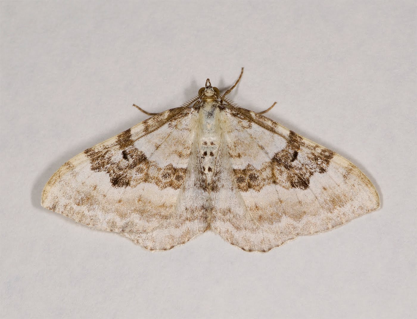 Silver ground carpet - Alchetron, The Free Social Encyclopedia