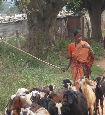 Where in the world are the Patnodes??: Goat Keeper