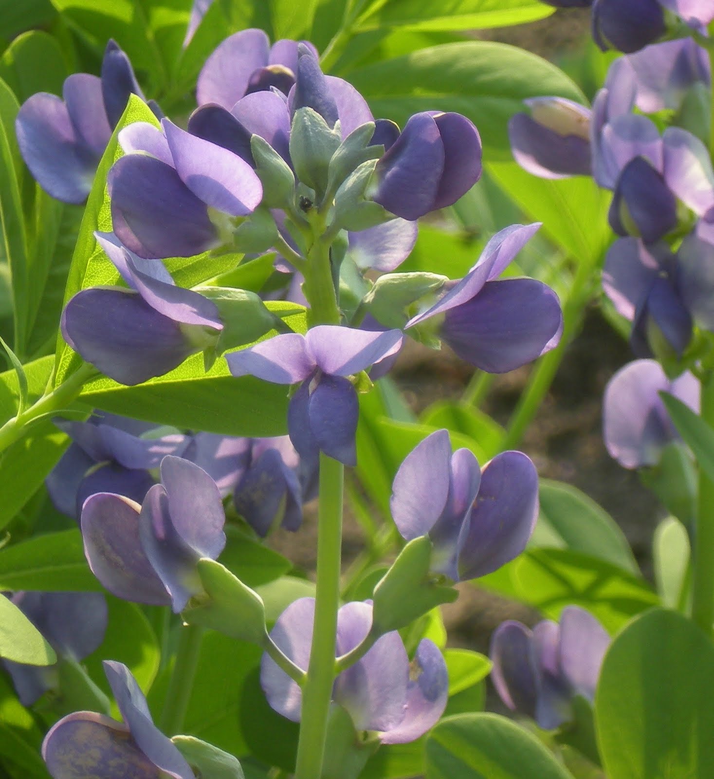 Lilac Gate: False Indigo