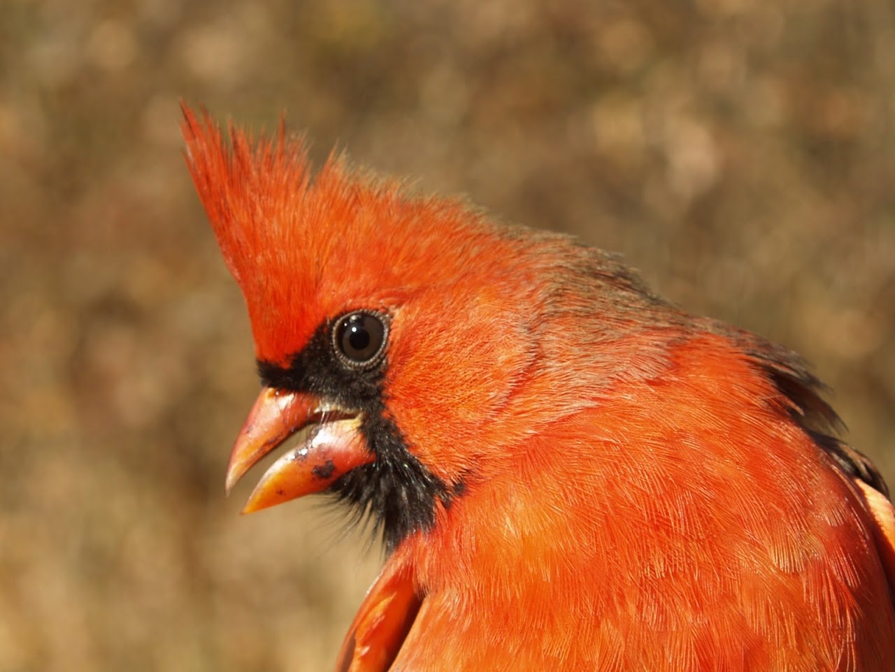 Bird Banding at Sunset Park by Alex Lamoreaux | Nemesis Bird