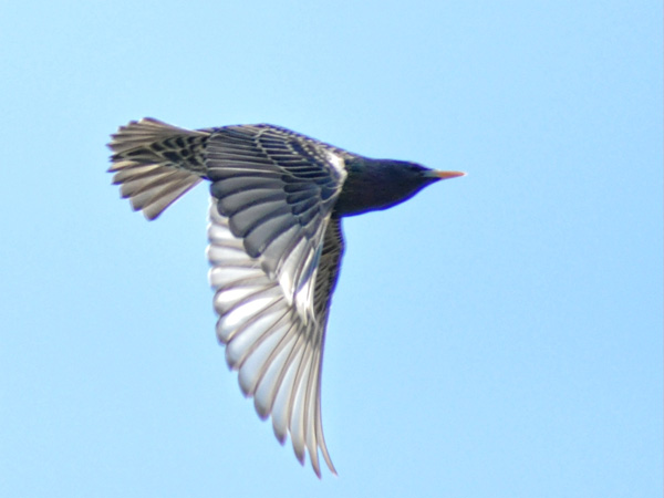 In linii mari: Pasari