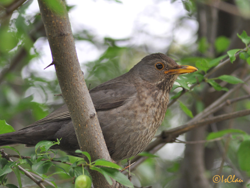In linii mari: Pasari