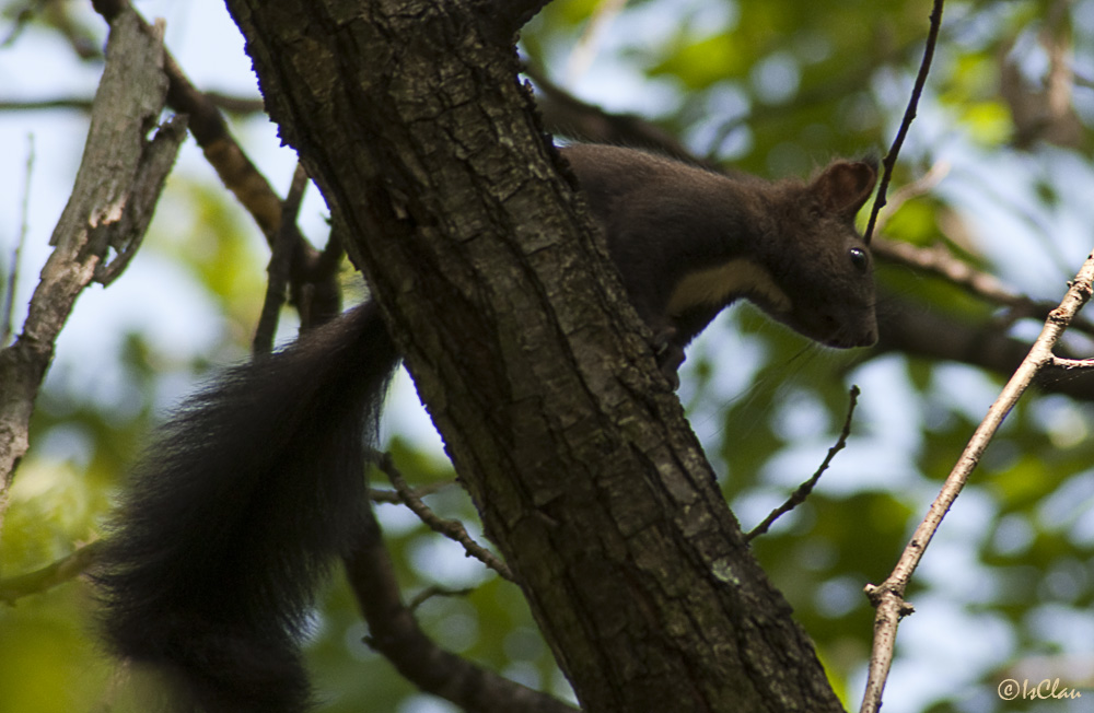 In linii mari: Veverita