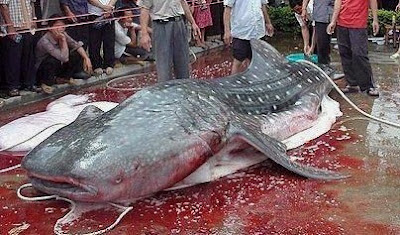 SeaAngels: When Human Falls To The Bottom Of The Food Chain: Giant Catfish