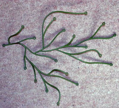 eBay Find of the Day: Vitra Algue