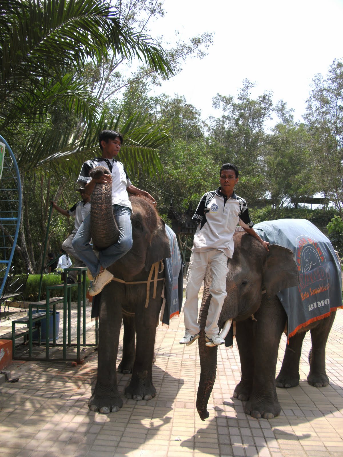 Mahout atau Pawang Gajah (bag. I) | Wisata Pulau Suwarnadwipa dan ...