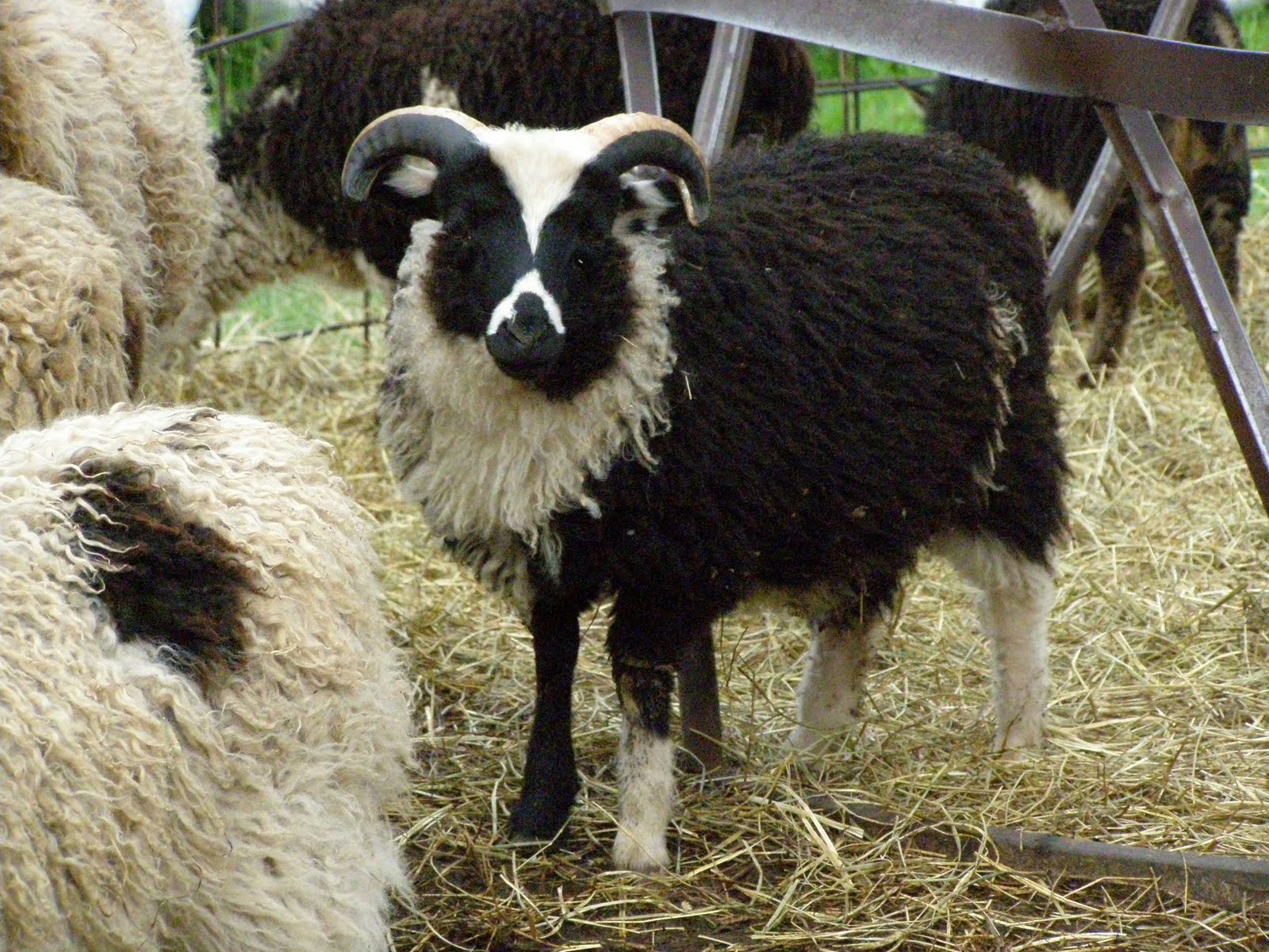 Silveraurora Shetland Sheep: Pictures! Sheep!