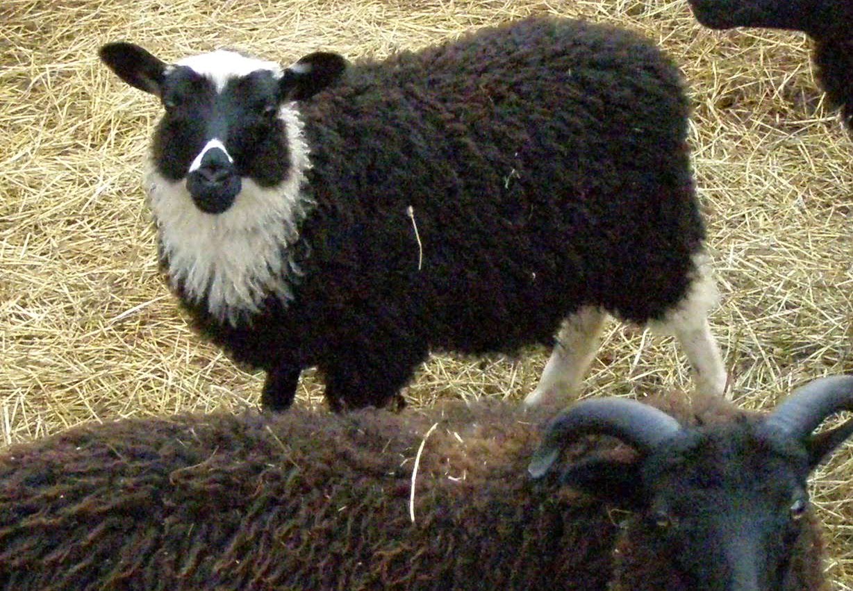 Silveraurora Shetland Sheep For Sale