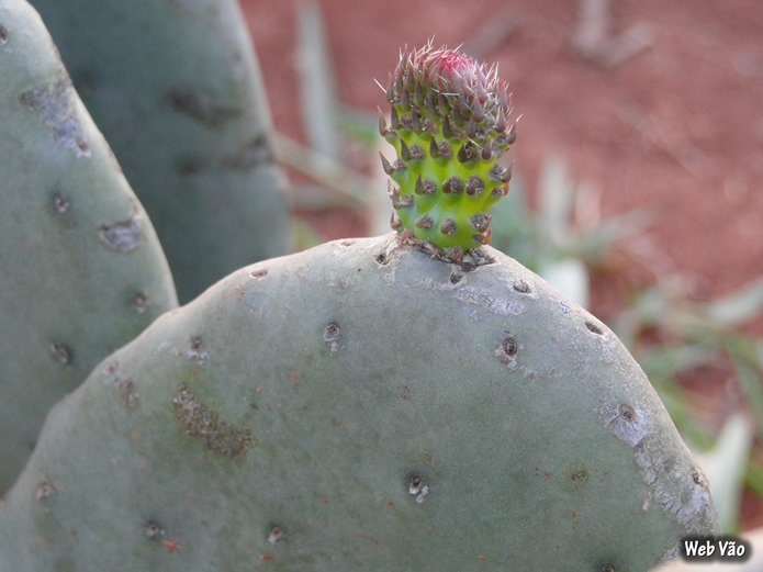 Brotos de Cactus - Palma | Criar e Plantar - Paisagismo, Galinheiros ...