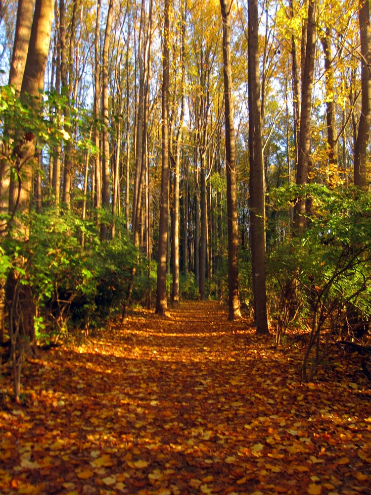 The Mclean Furgang: Nottoway Park