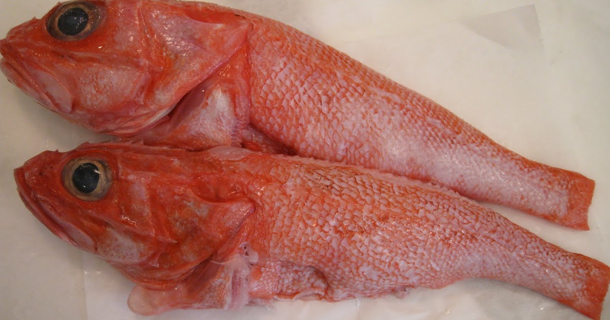 Kinki Channel Rockfish, A Red Beauty