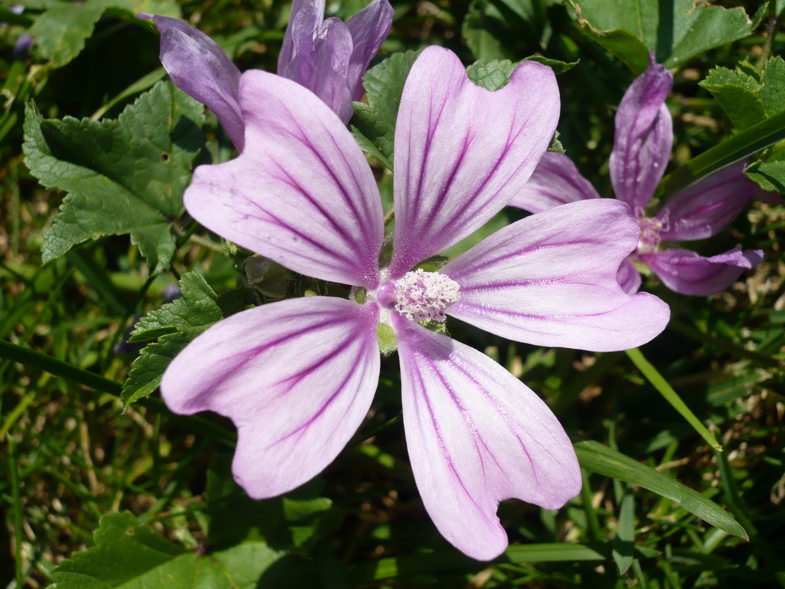FLORES SILVESTRES DE ÁLAVA: NOMBRE COMÚN O VULGAR: Malva común - NOMBRE ...