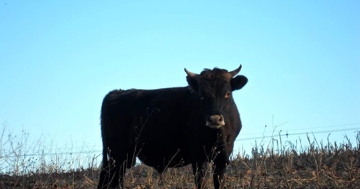 The Cook's Tour: Food.Baking.Travel.: Cows Outside