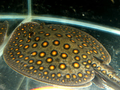 NEW ARRIVALS: FULL SPOTTED ORANGE MOTORO STINGRAY