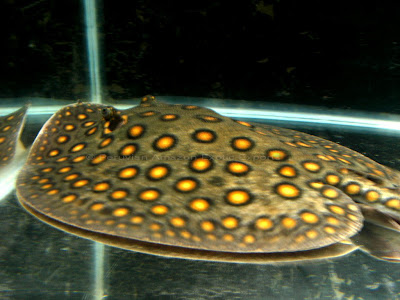 NEW ARRIVALS: FULL SPOTTED ORANGE MOTORO STINGRAY