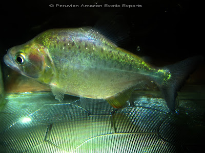 NEW ARRIVALS: SERRASALMUS MACULATUS