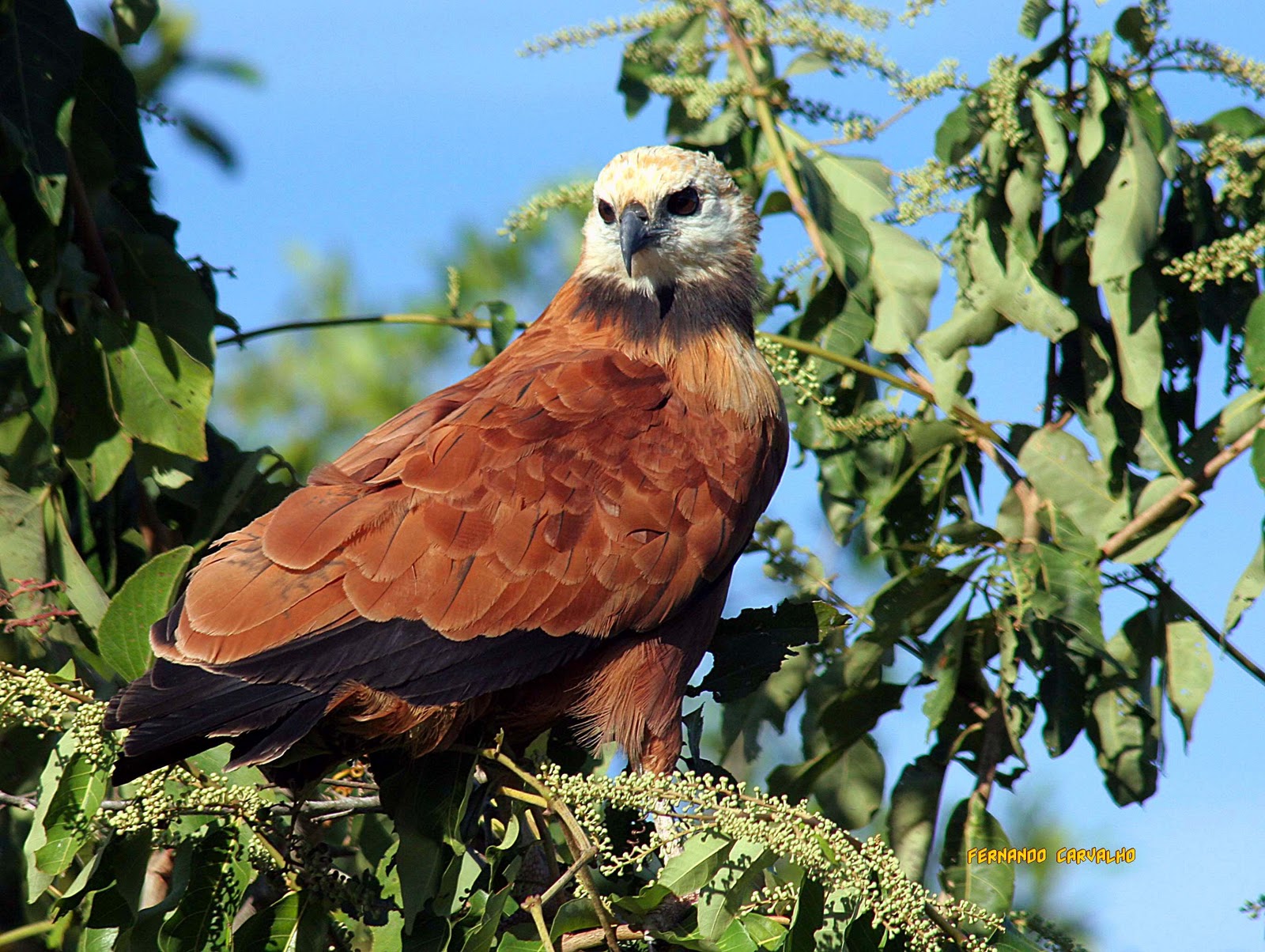 Fernando Carvalho: Gavião Belo "Black-collared Hawk"