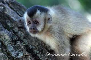 Fernando Carvalho: Macaco-prego, O Primata mais Inteligente das Américas