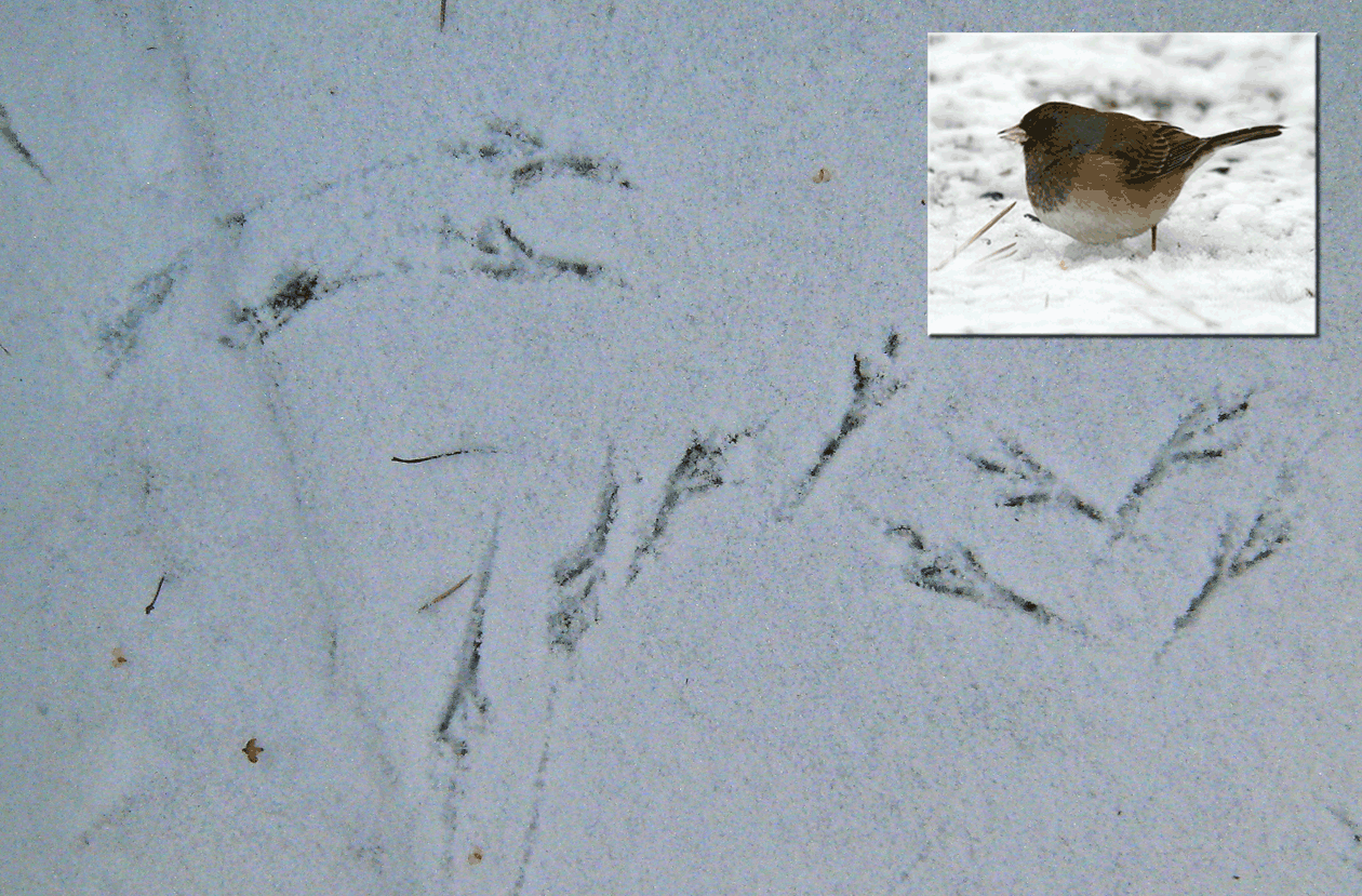 Wildcat Trails n Tales: The Juncos Dance