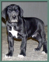 informazioni su i cani di tutte le specie: Alano