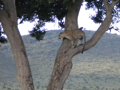 World of Difference: The Big Five in Swahili