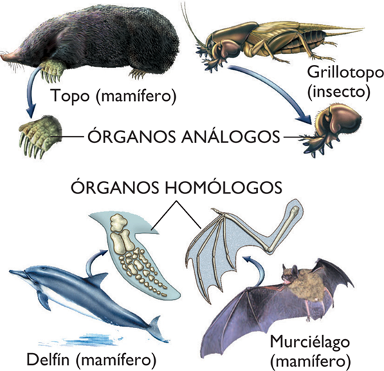 Maria-Natalia: Pruebas anatomicas y morfológicas